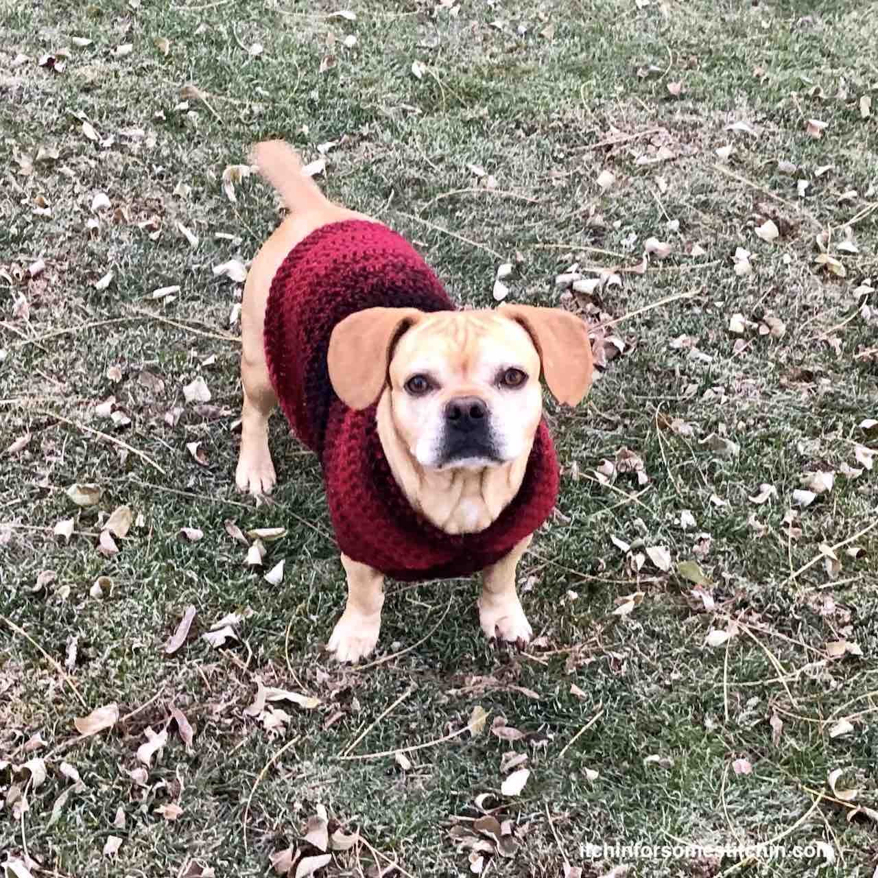 Free Crochet Dog Sweater Pattern: Keep Your Pup Cozy & Stylish!